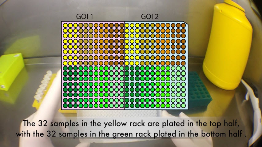 Real time PCR setup using adjustable spacing pipette | INTEGRA