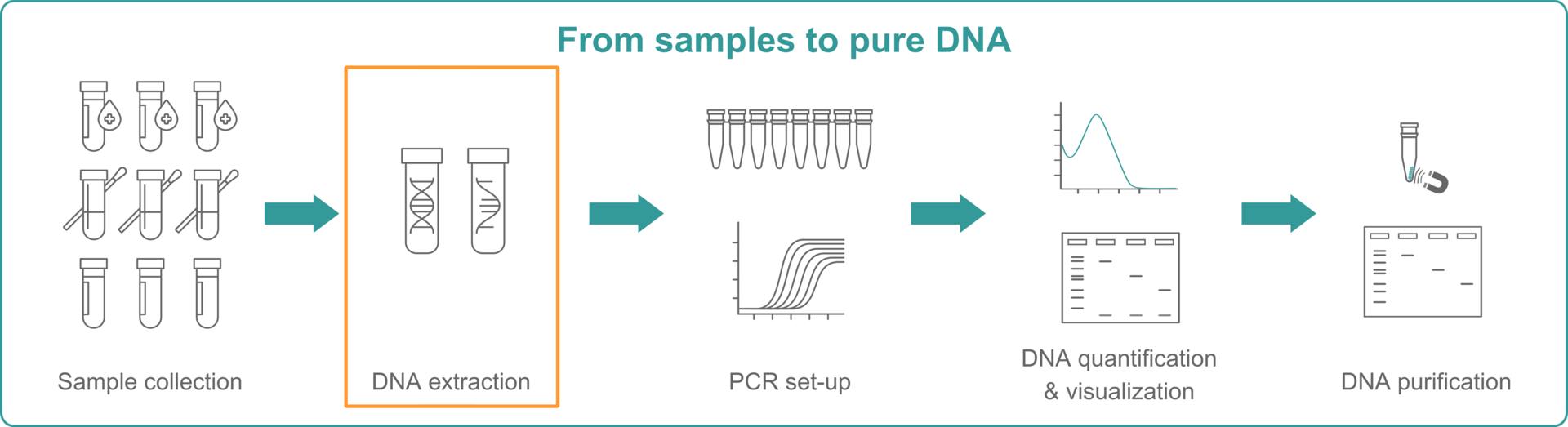 DNA extraction | Definition, steps & methods | INTEGRA