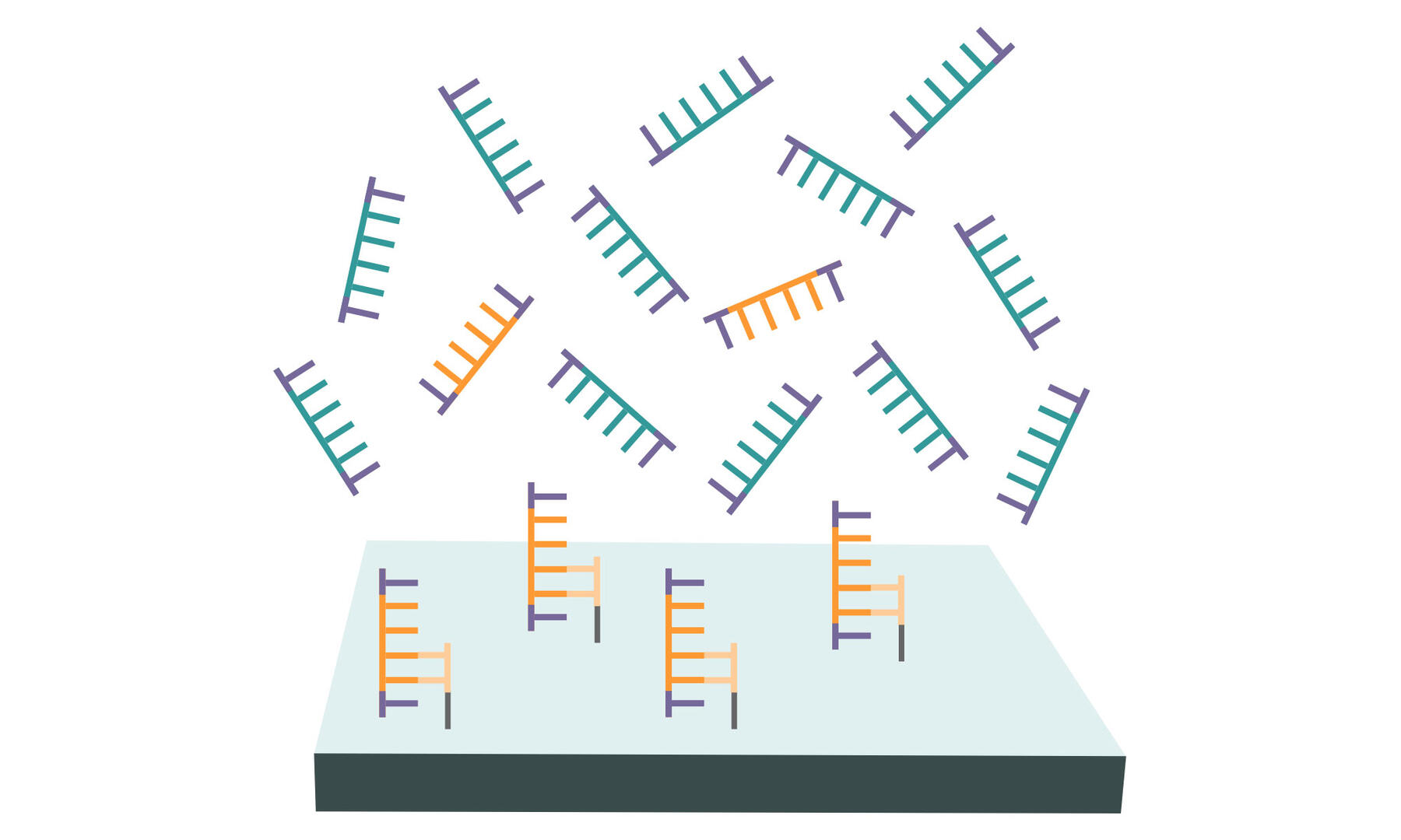 Whole exome sequencing | INTEGRA