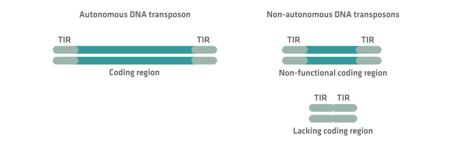 Transposons: jumping genes revolutionizing genetics | INTEGRA