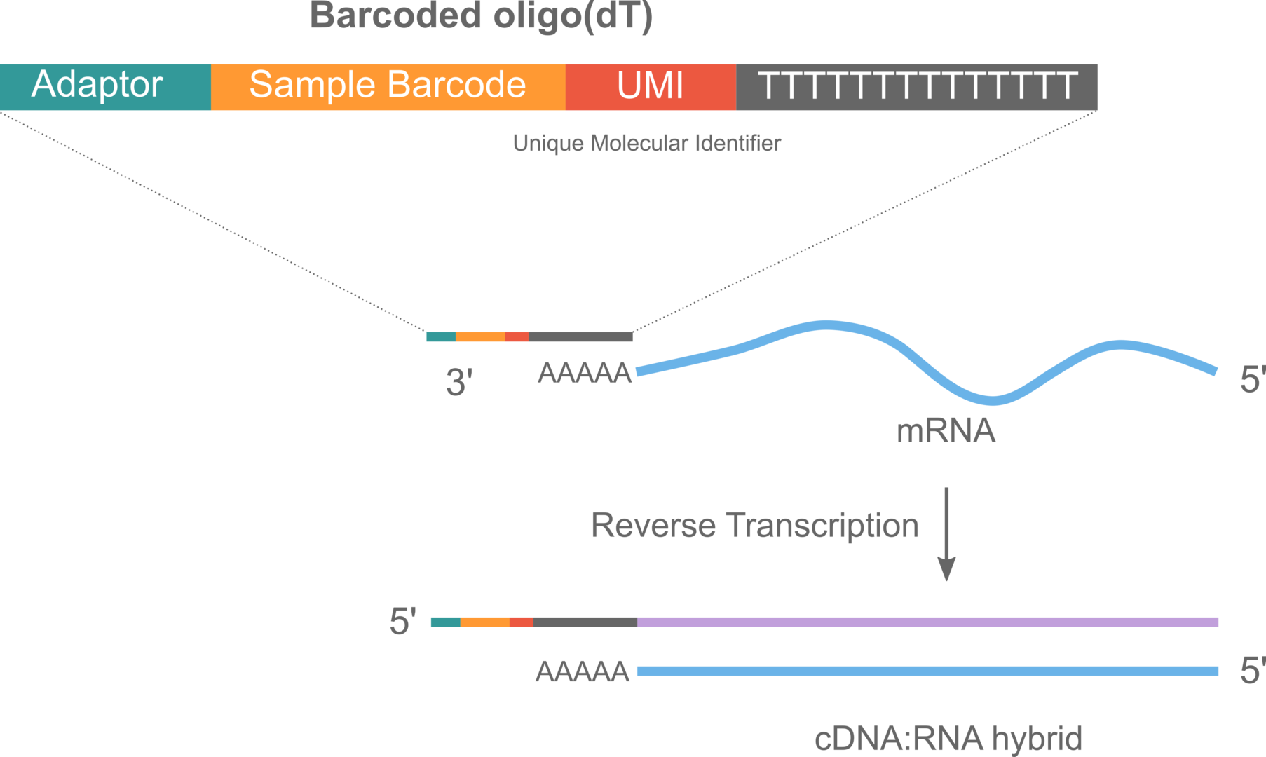 RNA sequencing plate preparation with VIAFLO | INTEGRA