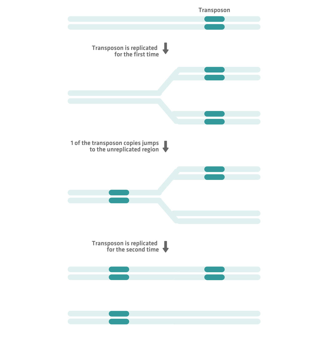 Transposons: jumping genes revolutionizing genetics | INTEGRA