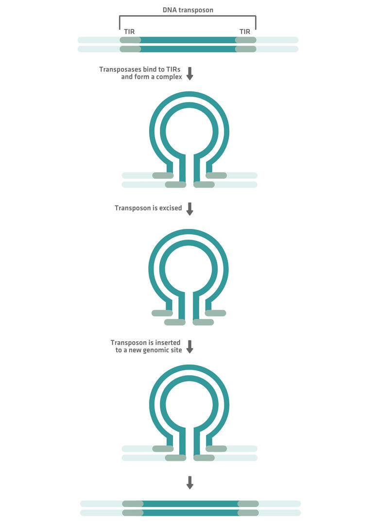 Transposons: jumping genes revolutionizing genetics | INTEGRA