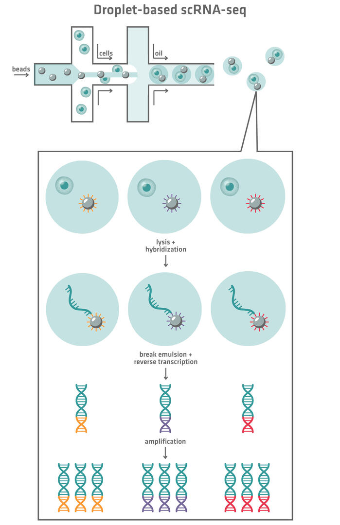 Single-cell RNA sequencing methods explained | INTEGRA