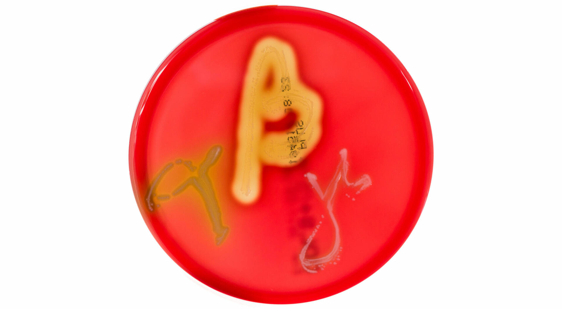 How to culture bacteria | INTEGRA