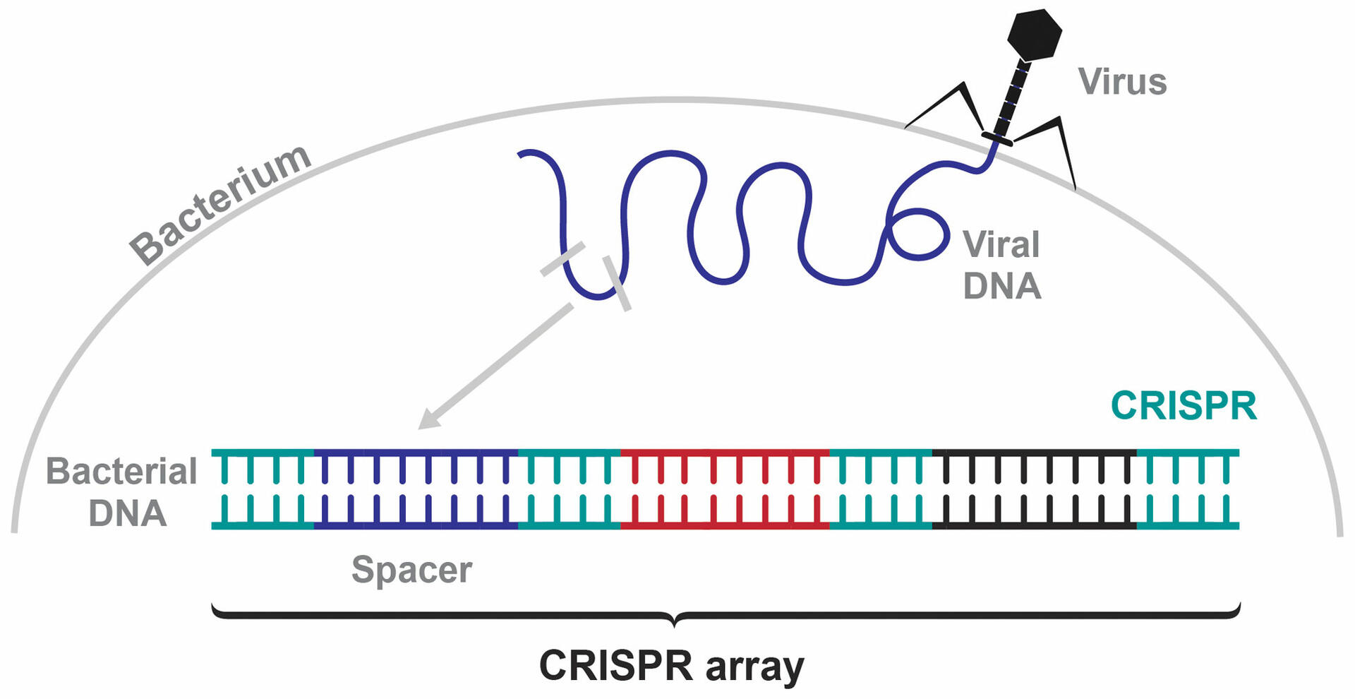 What is CRISPR-Cas9 and how does it work? | INTEGRA
