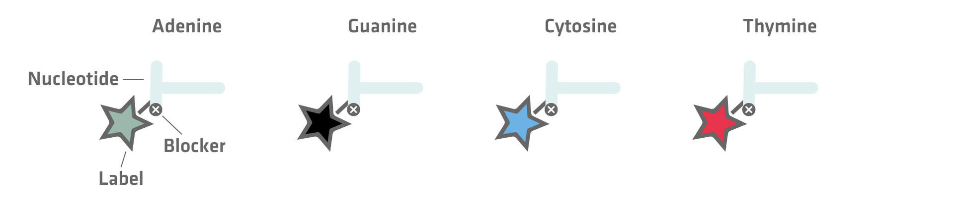Short read vs long read sequencing | INTEGRA