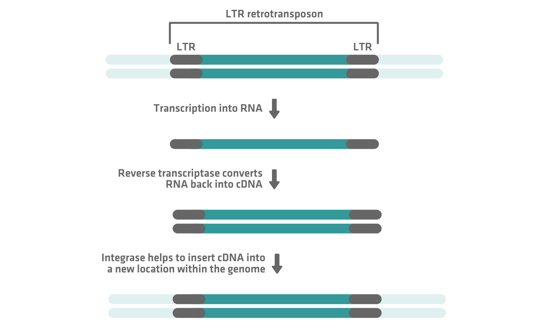 Transposons: jumping genes revolutionizing genetics | INTEGRA