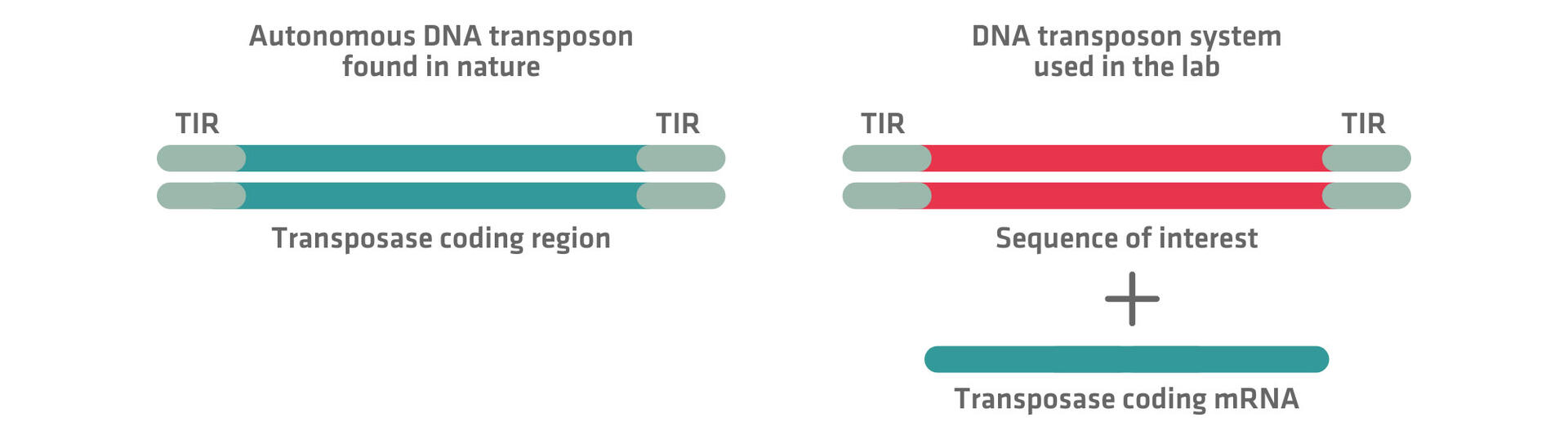 Transposons: jumping genes revolutionizing genetics | INTEGRA
