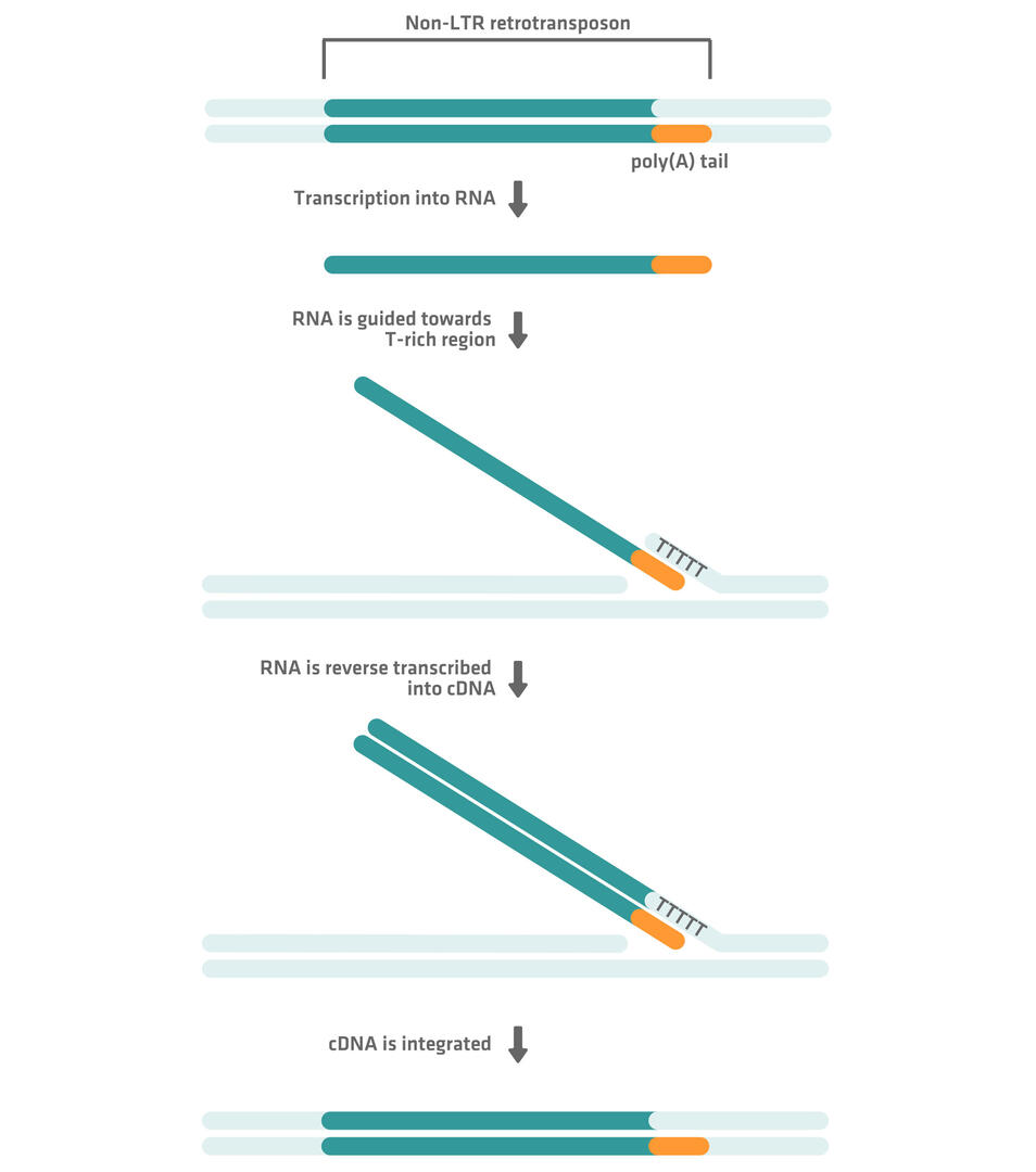Transposons: jumping genes revolutionizing genetics | INTEGRA