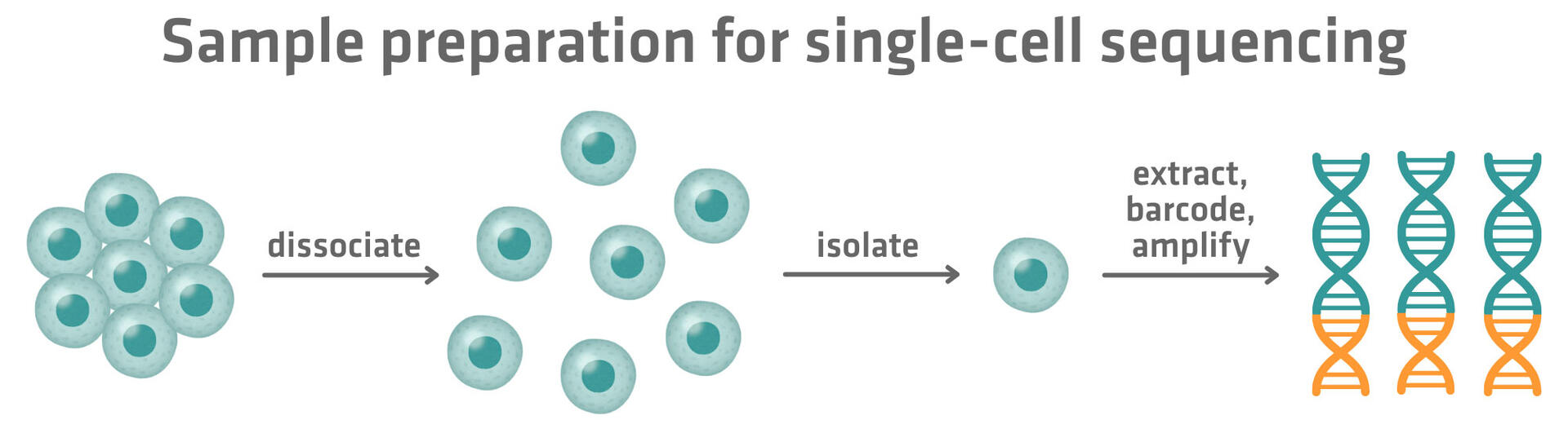 Single-cell sequencing explained: how it works, uses & benefits | INTEGRA
