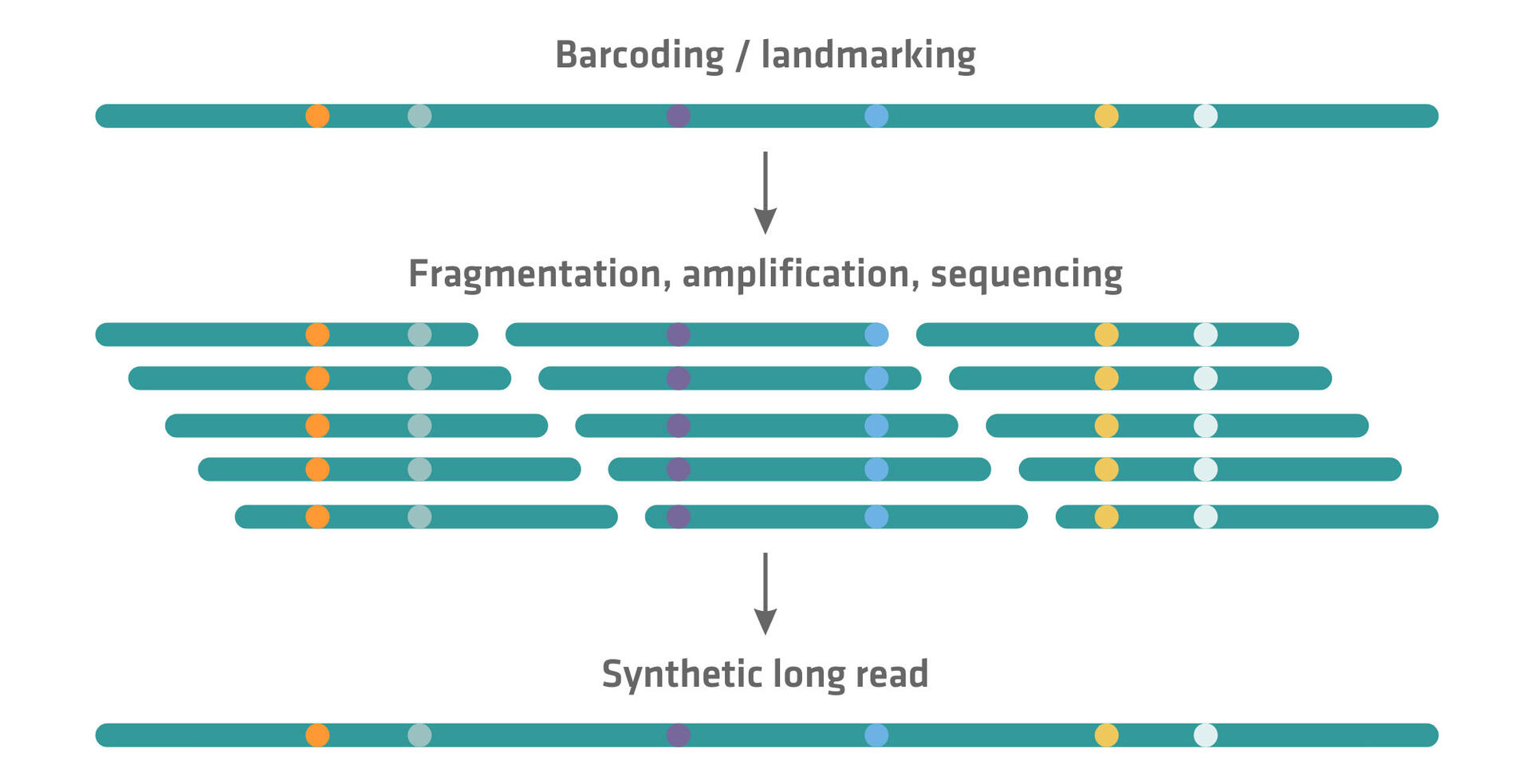Short read vs long read sequencing | INTEGRA Short read vs long read sequencing | INTEGRA