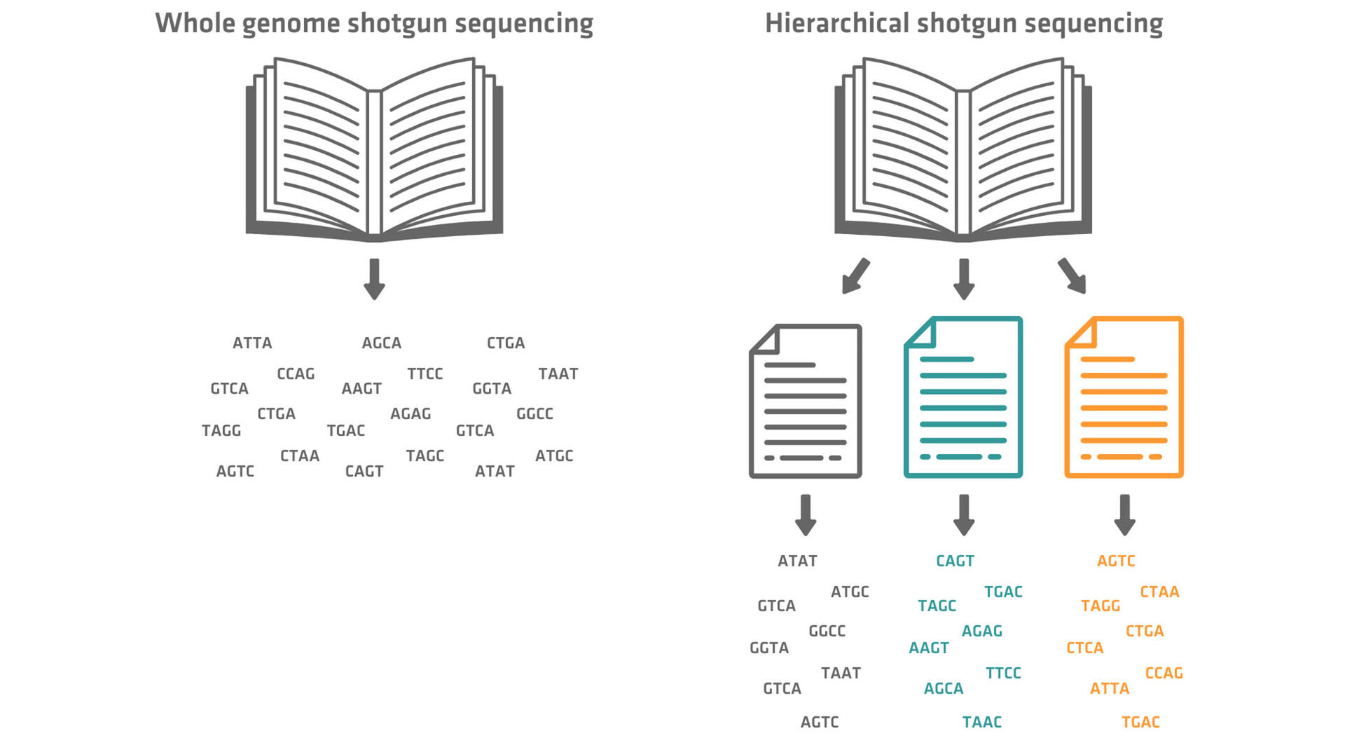 Understanding shotgun sequencing | INTEGRA