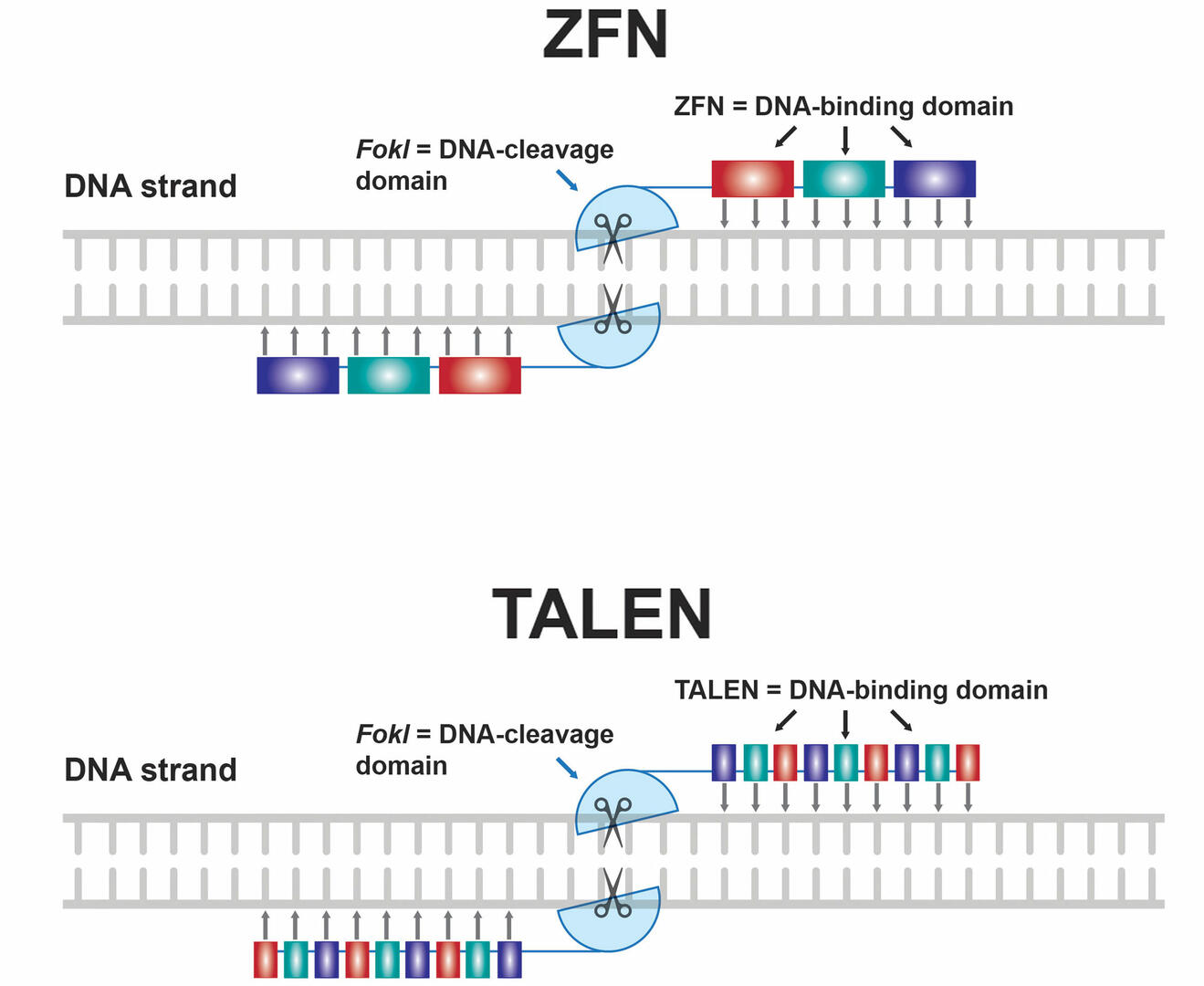 What is CRISPR-Cas9 and how does it work? | INTEGRA