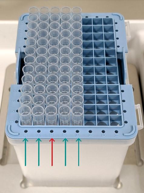 Automated affinity purification of immunoglobulins (IgGs) using INtip ...