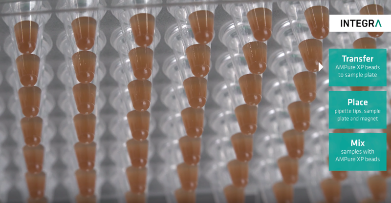 PCR clean-up protocol with magnetic beads | INTEGRA